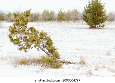 2,348 Warped tree Images, Stock Photos & Vectors | Shutterstock