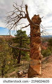 Twisted Wind Blown Dead Tree Stock Photo 2196024635 | Shutterstock