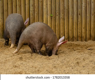 Two Aardvark Digging Sandy Soil One Stock Photo 1782013358 | Shutterstock