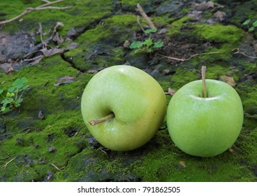 Two Apples Under Tree Stock Photo 791862505 | Shutterstock