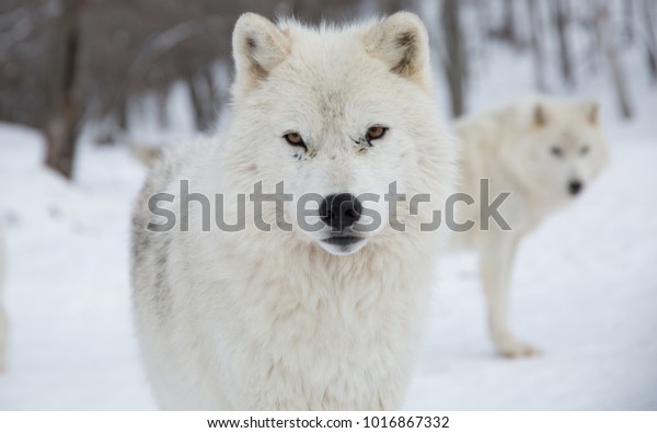 Two Artic Wolves Look Camera Stock Photo 1016867332 | Shutterstock