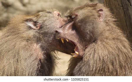 207 Baboon bite Images, Stock Photos & Vectors | Shutterstock