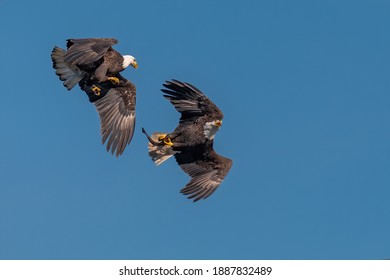 632 Eagles Fighting Fish Images, Stock Photos & Vectors | Shutterstock