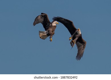 632 Eagles Fighting Fish Images, Stock Photos & Vectors | Shutterstock