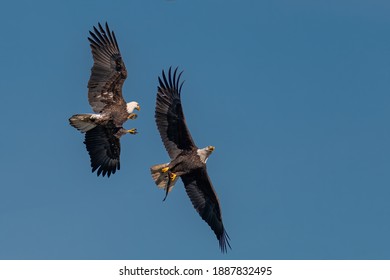 632 Eagles Fighting Fish Images, Stock Photos & Vectors | Shutterstock