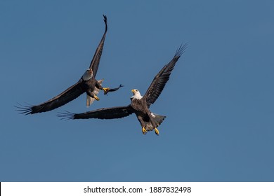 632 Eagles Fighting Fish Images, Stock Photos & Vectors | Shutterstock