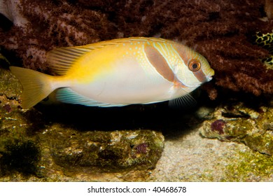 Two Barred Rabbitfish Stock Photo 40468678 | Shutterstock