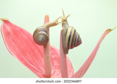 Two Beautiful Colored Tree Snails Looking Stock Photo 2032346897 ...