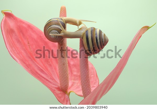 Two Beautiful Colored Tree Snails Looking Stock Photo 2039803940 ...