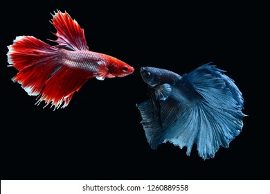 Two Betta Fish Stock Photo 1260889558 | Shutterstock