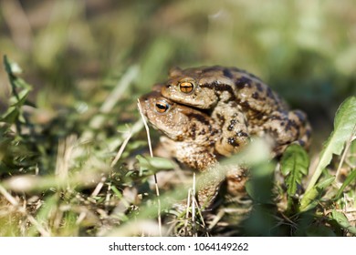 Two Big Toad Together Stock Photo 1064149262 | Shutterstock
