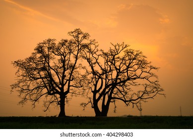 Two Big Tree Sunset Stock Photo 404298403 | Shutterstock