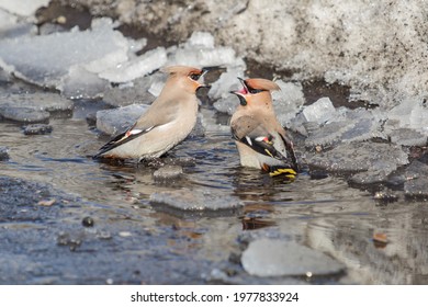Two Birds Fighting Cannot Share Puddle Stock Photo 1977833924 ...