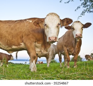 Two Brown Cows Stock Photo 35254867 | Shutterstock