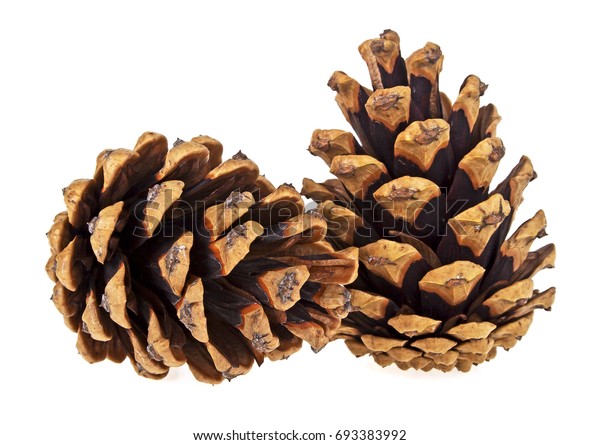 Two Brown Pine Cones On White Stock Photo (Edit Now) 693383992