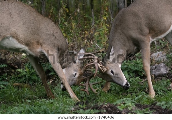 Two Bucks Fighting Stock Photo (Edit Now) 1940406