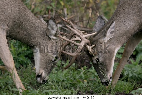 Two Bucks Fighting Stock Photo (Edit Now) 1940410