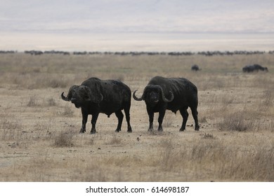Two Buffalos Standing Stock Photo 614698187 | Shutterstock