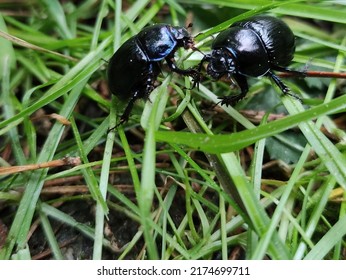 2,830 Bugs and beatles Images, Stock Photos & Vectors | Shutterstock