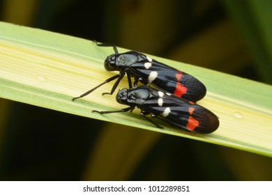 Two Bugs Mating Together On Leaf Stock Photo 1012289851 | Shutterstock