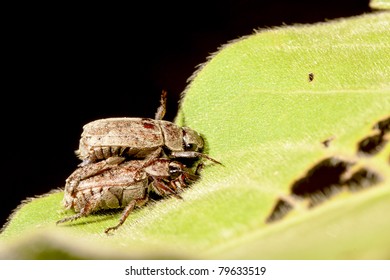 Two Bugs Mating Together On Leaf Stock Photo 79633519 | Shutterstock