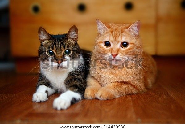 Two Cats Stock Photo 514430530 | Shutterstock