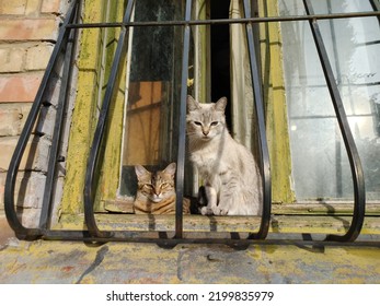 Two Cats Without Breed Basking Rays Stock Photo 2199835979 | Shutterstock