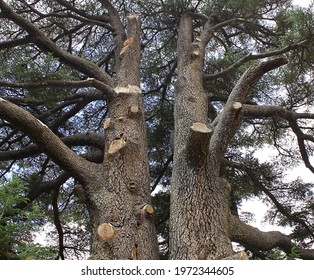 Two Cedar Tree Trunks Standing Tall Stock Photo 1972344605 | Shutterstock