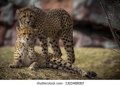 114 Cheetah meowing Images, Stock Photos & Vectors | Shutterstock