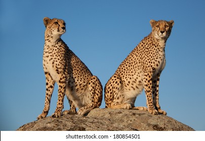 Two Cheetahs Stock Photo 180854501 | Shutterstock