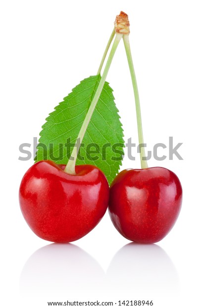 Two Cherry Stem Isolated Leaf On Stock Photo 142188946 | Shutterstock