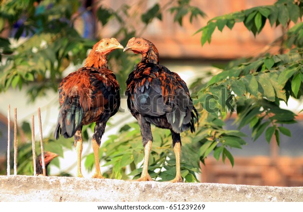 Two Chickens Standing Looking Back Stock Photo 651239269 | Shutterstock