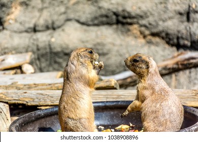 576 Two chipmunks Images, Stock Photos & Vectors | Shutterstock