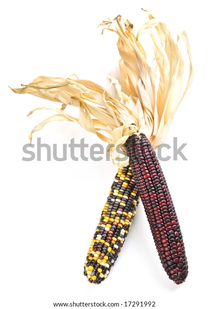 Two Cobs Indian Corn Isolated On Stock Photo 17291992 | Shutterstock