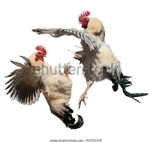 Two Cocks Fighting Stock Photo (Edit Now) 94703359