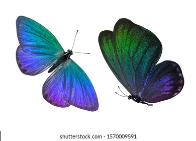 Two Colored Flying Moth Isolated On Stock Photo 1570009591 | Shutterstock