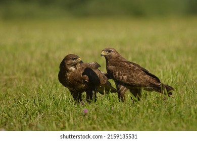 181 2 common buzzards Images, Stock Photos & Vectors | Shutterstock