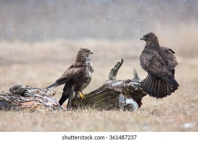181 2 common buzzards Images, Stock Photos & Vectors | Shutterstock