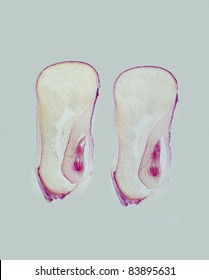 111 Apical meristem Images, Stock Photos & Vectors | Shutterstock