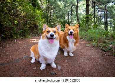 Two Corgis Forest Stock Photo 2194652803 | Shutterstock