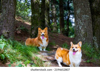 Two Corgis Forest Stock Photo 2194652807 | Shutterstock