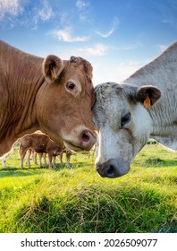 Two Cows Facing Touching Each Others Stock Photo 2026509077 | Shutterstock