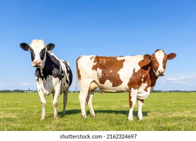 6,067 Side view cow Stock Photos, Images & Photography | Shutterstock