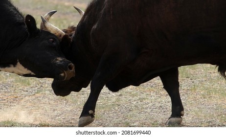 495 imagens de Cow forehead Imagens, fotos stock e vetores | Shutterstock