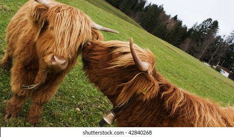 803 Kiss Cow Images, Stock Photos & Vectors | Shutterstock