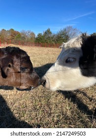 803 Kiss Cow Images, Stock Photos & Vectors | Shutterstock