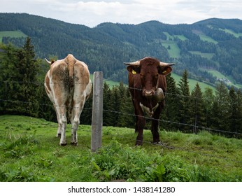 271 imágenes de Backside cow - Imágenes, fotos y vectores de stock ...