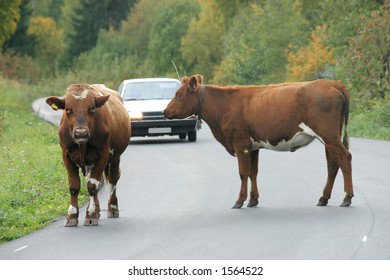 1,617 Cow driving car Images, Stock Photos & Vectors | Shutterstock