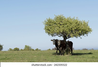 3,186 Cows shade Images, Stock Photos & Vectors | Shutterstock