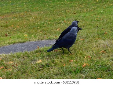 85 Norwegian crow Images, Stock Photos & Vectors | Shutterstock